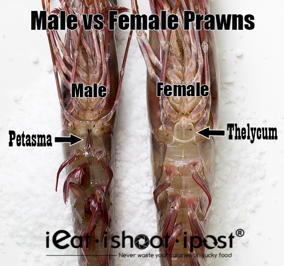 How can you tell the difference between a male and female prawn?