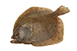 How can you tell the difference between a turbot and a brill?
