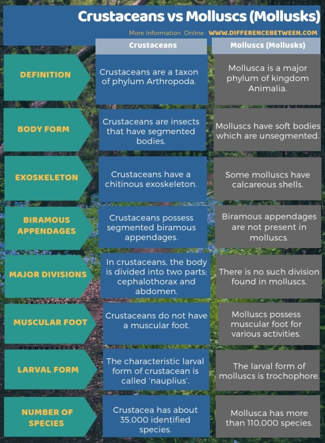 How can you tell the difference between crustaceans and molluscs?