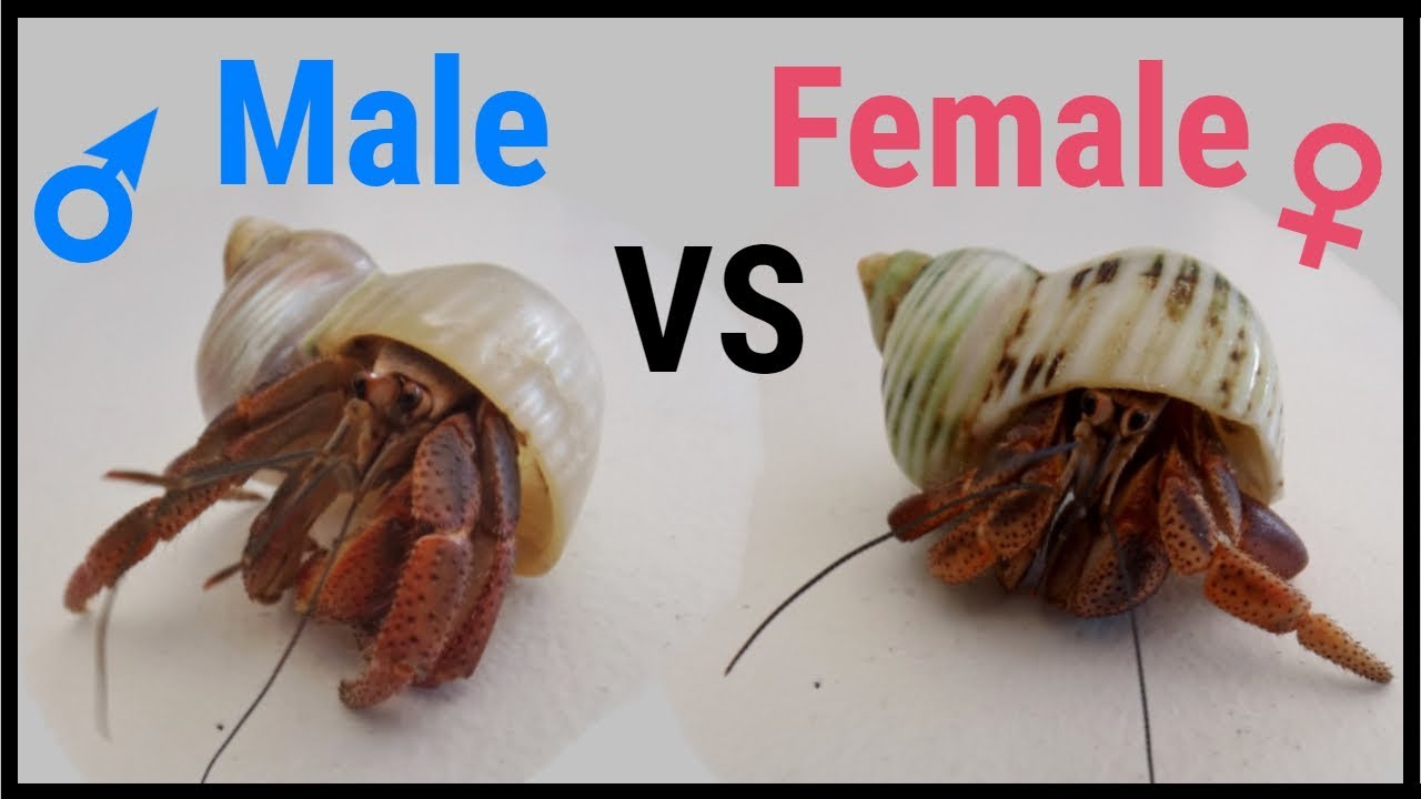 How can you tell the difference between hermit crabs?