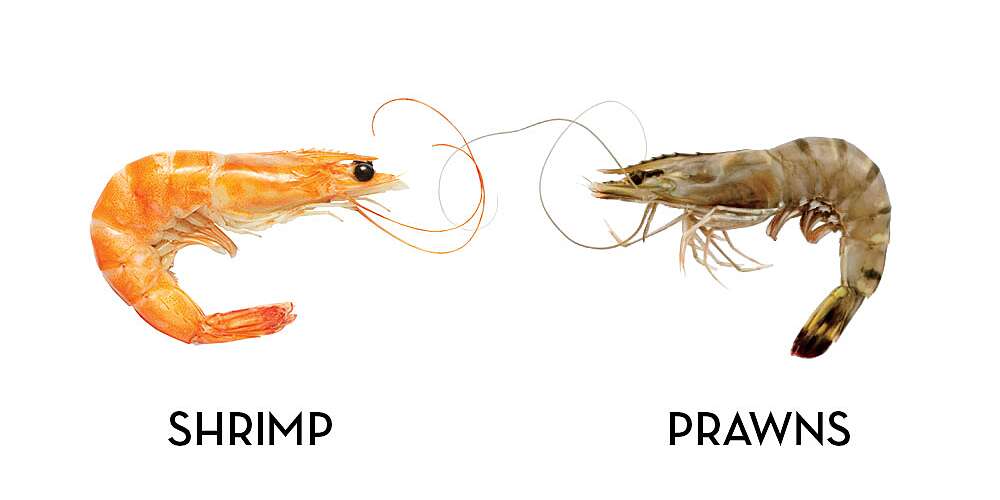 How can you tell the difference between prawns and shrimp?
