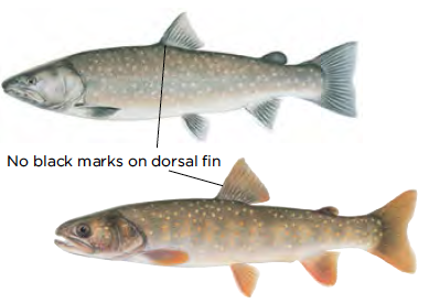 How can you tell the difference between trout and whitefish?