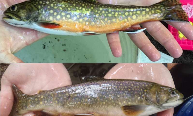 How can you tell the difference between wild and trout?