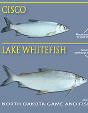 How can you tell whitefish from Cisco?