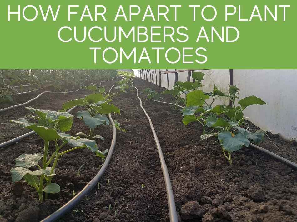 How close can you plant tomatoes to cucumbers?