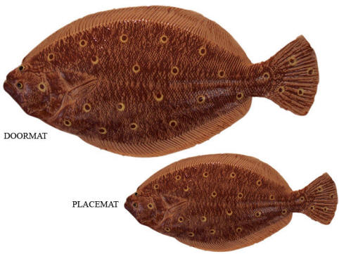 How common is a fluke fish?