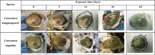 How contaminated are oysters?