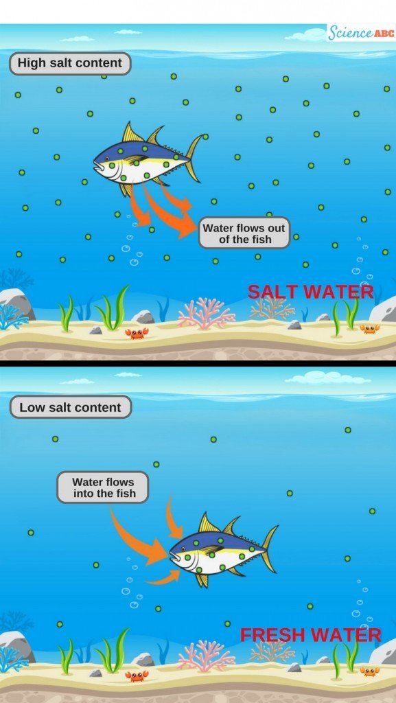 How could the fish keep from being dehydrated?
