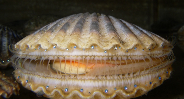 How deep are scallops in the ocean?
