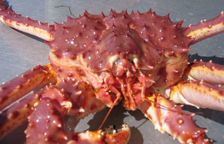 How deep do king crabs live?