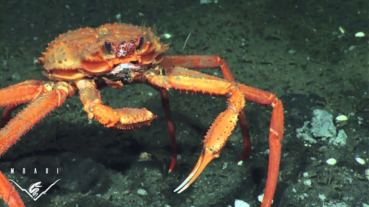 How deep in the ocean do crabs live?