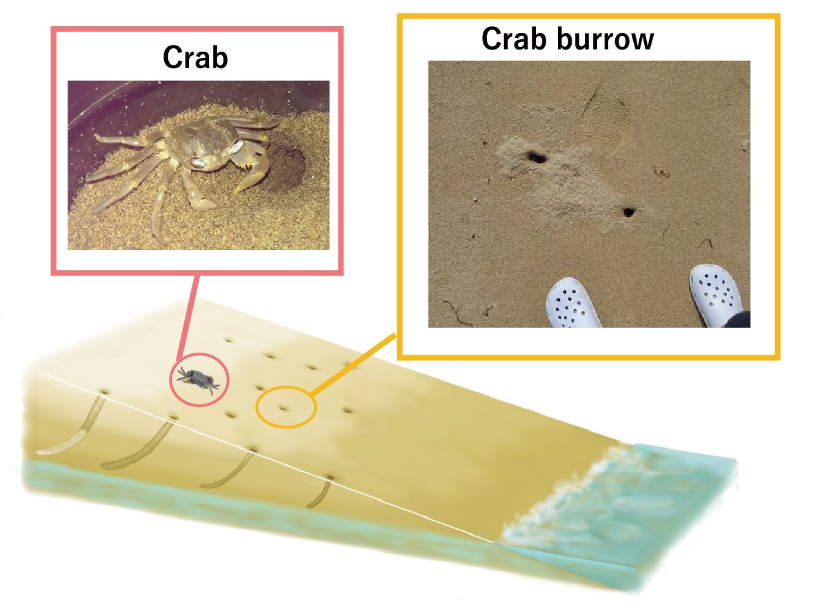 How deep is a crab hole?