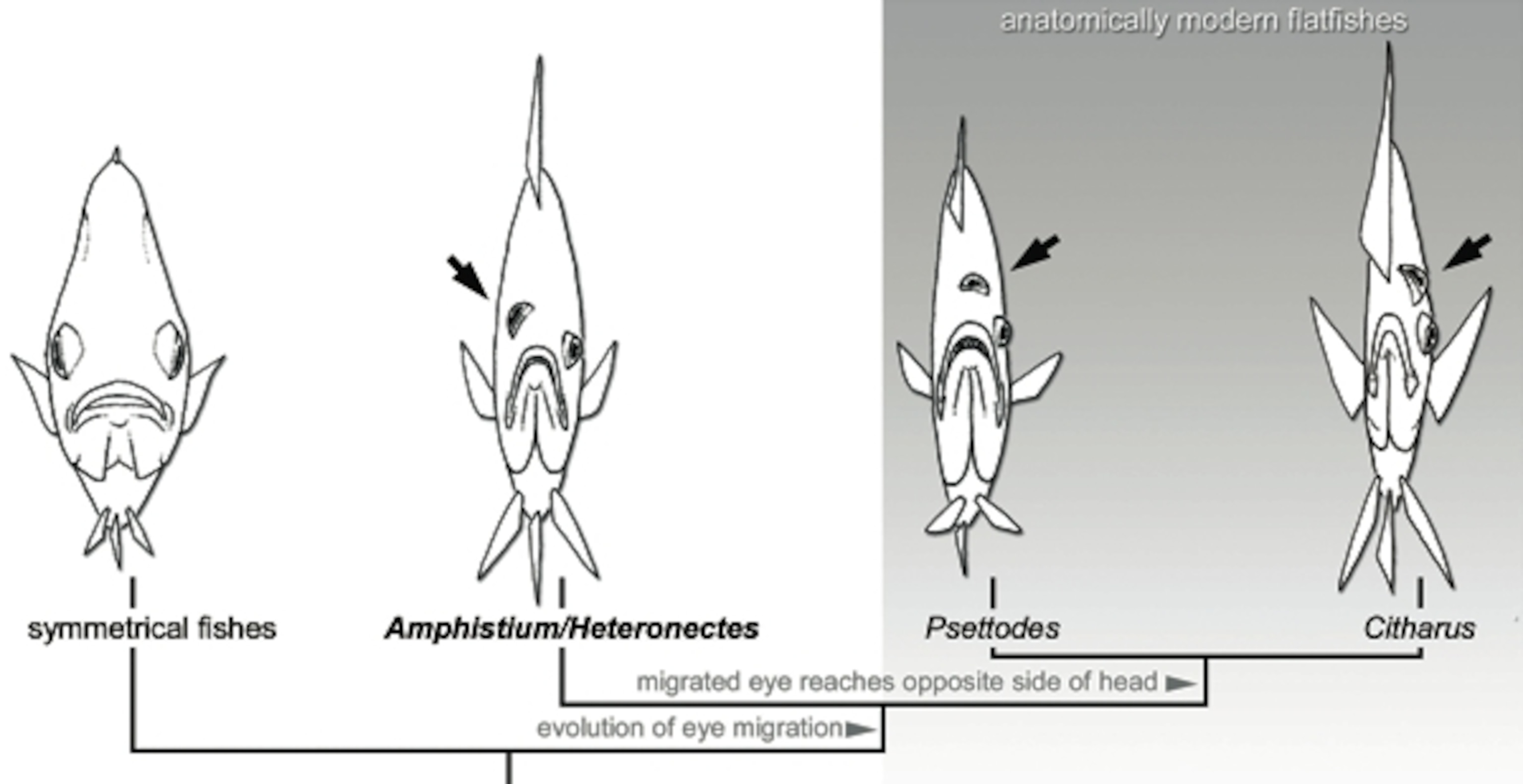 How did flounder evolve?