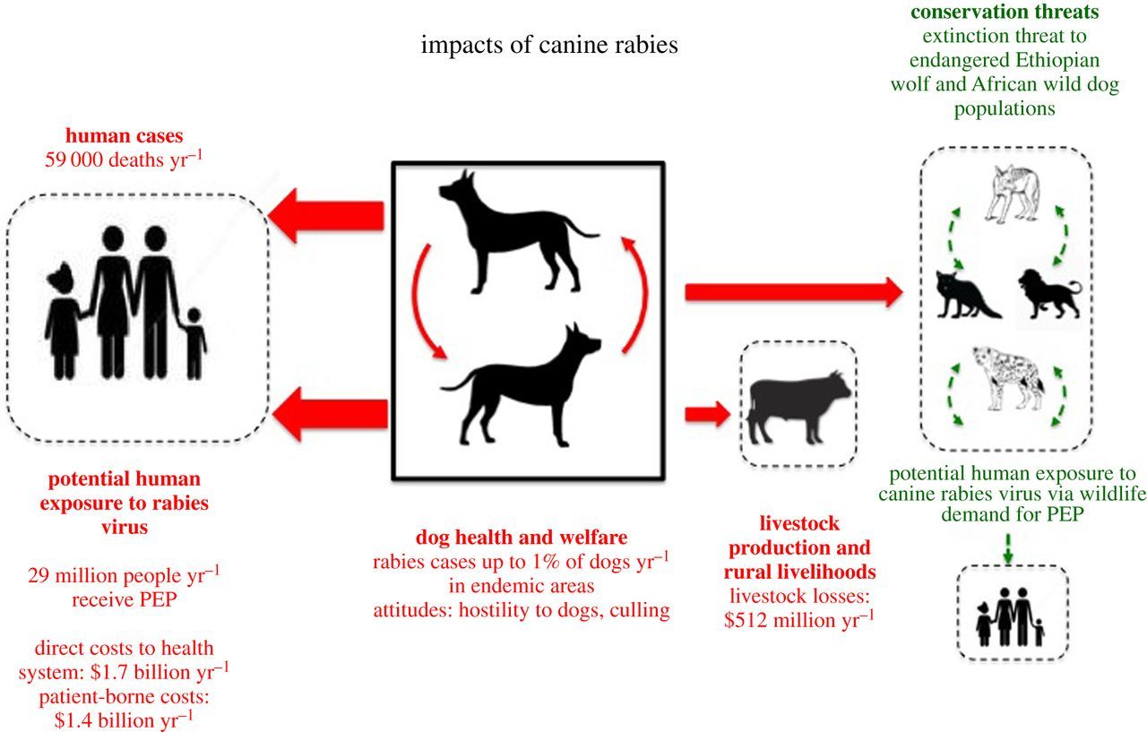 How did Japan eliminate rabies?