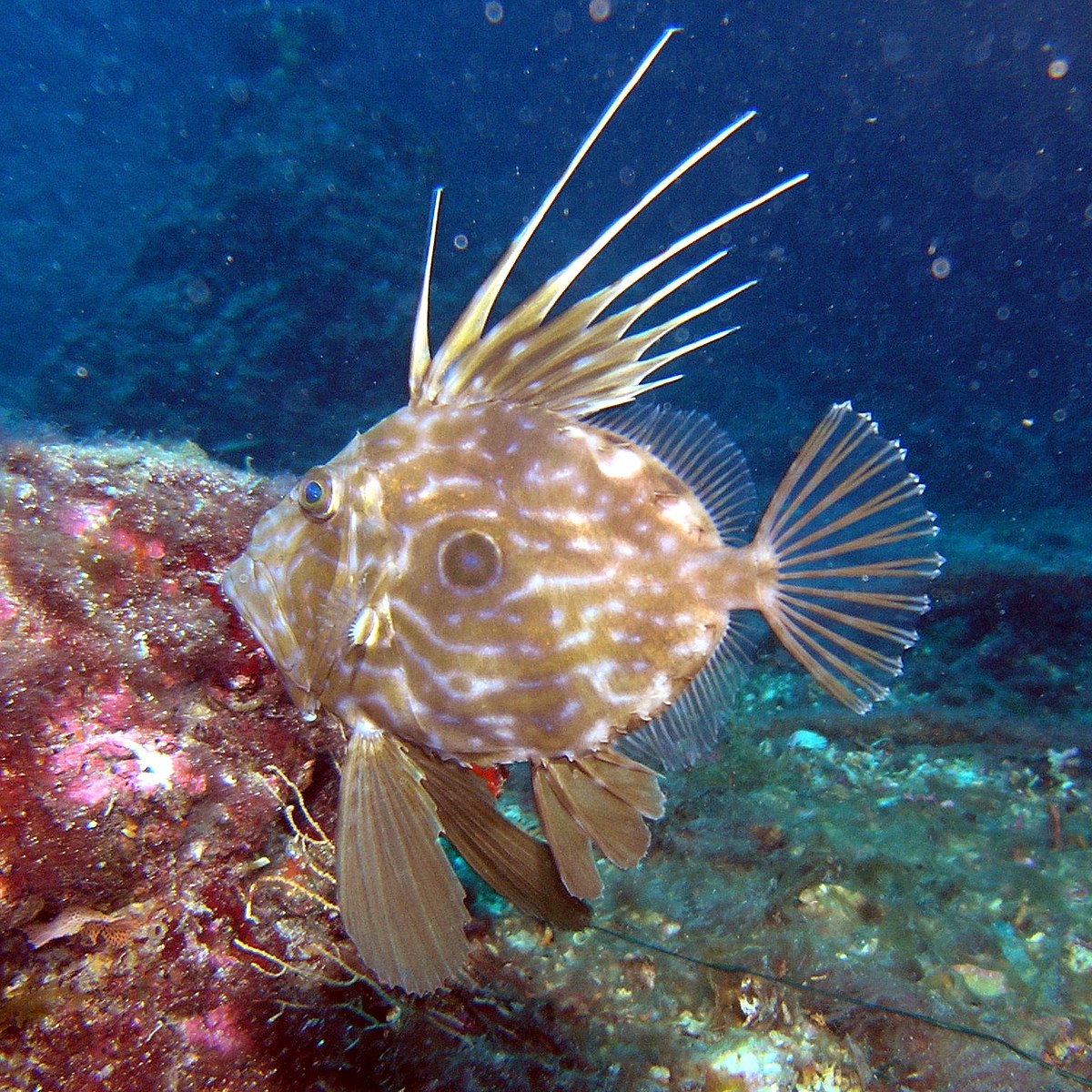 How did John Dory get its name?