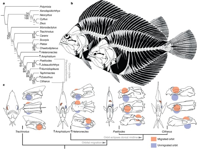 How did the flatfish evolve?