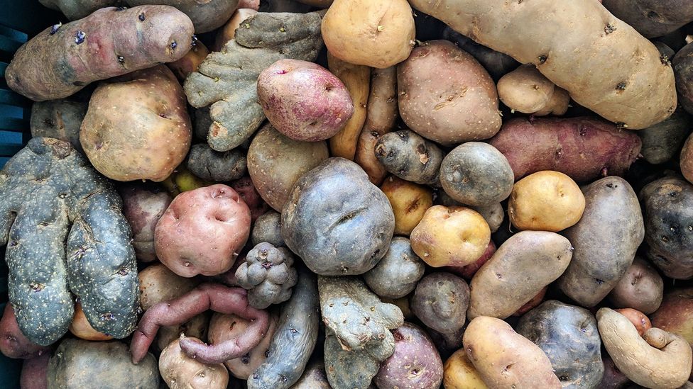 How did the potato became a crucial food Ireland?