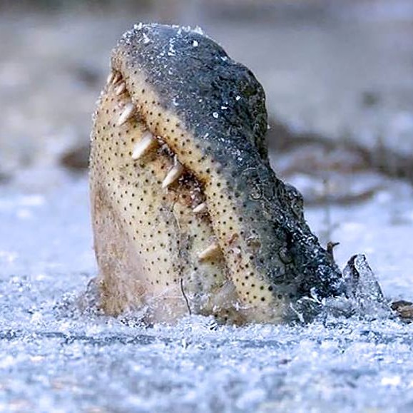 How do alligators survive deep freeze?