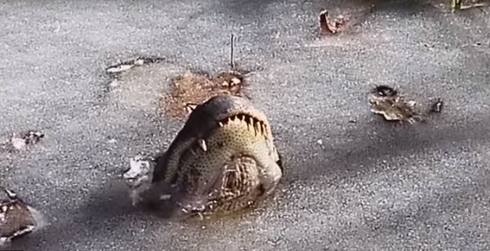 How do alligators survive in cold weather?