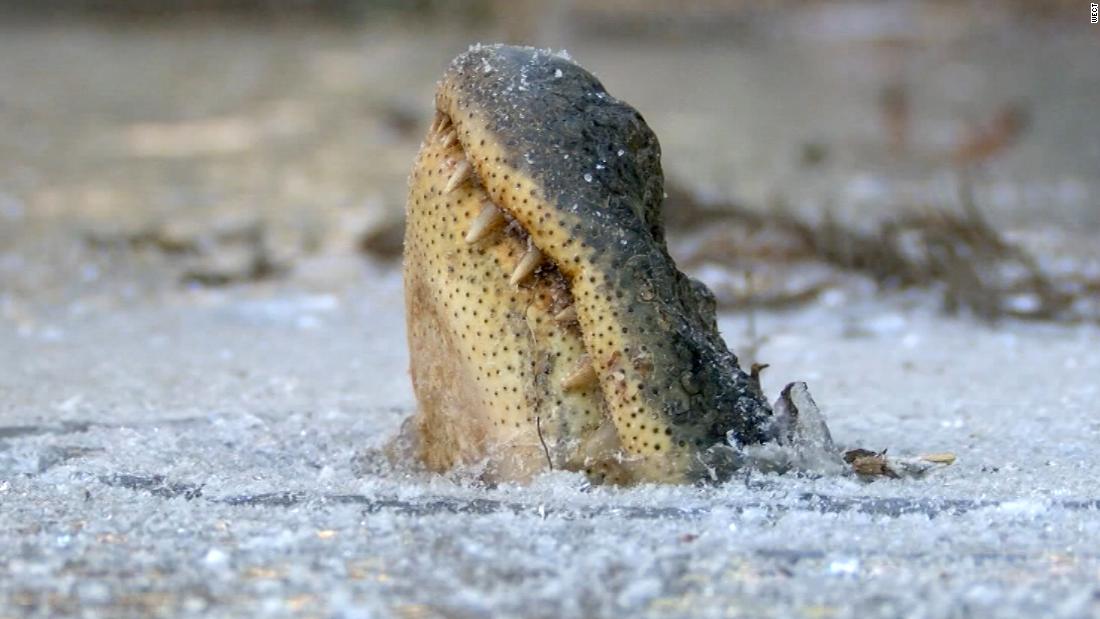 How do alligators survive in frozen water?