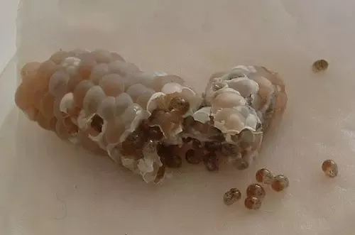 How do baby snails get a shell?