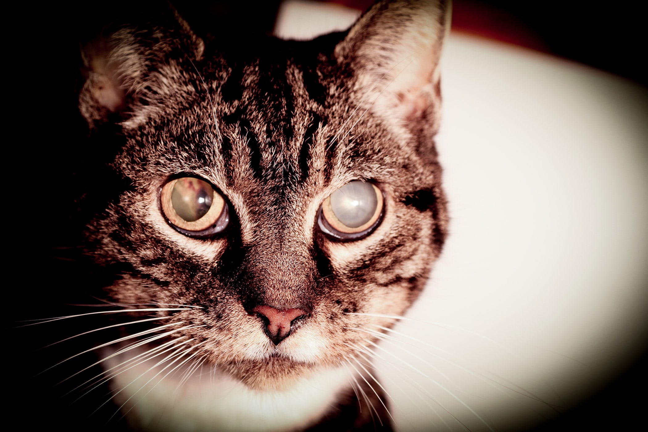 How do cataracts affect a cat's vision?
