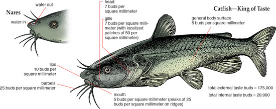 How do catfish tastebuds work?