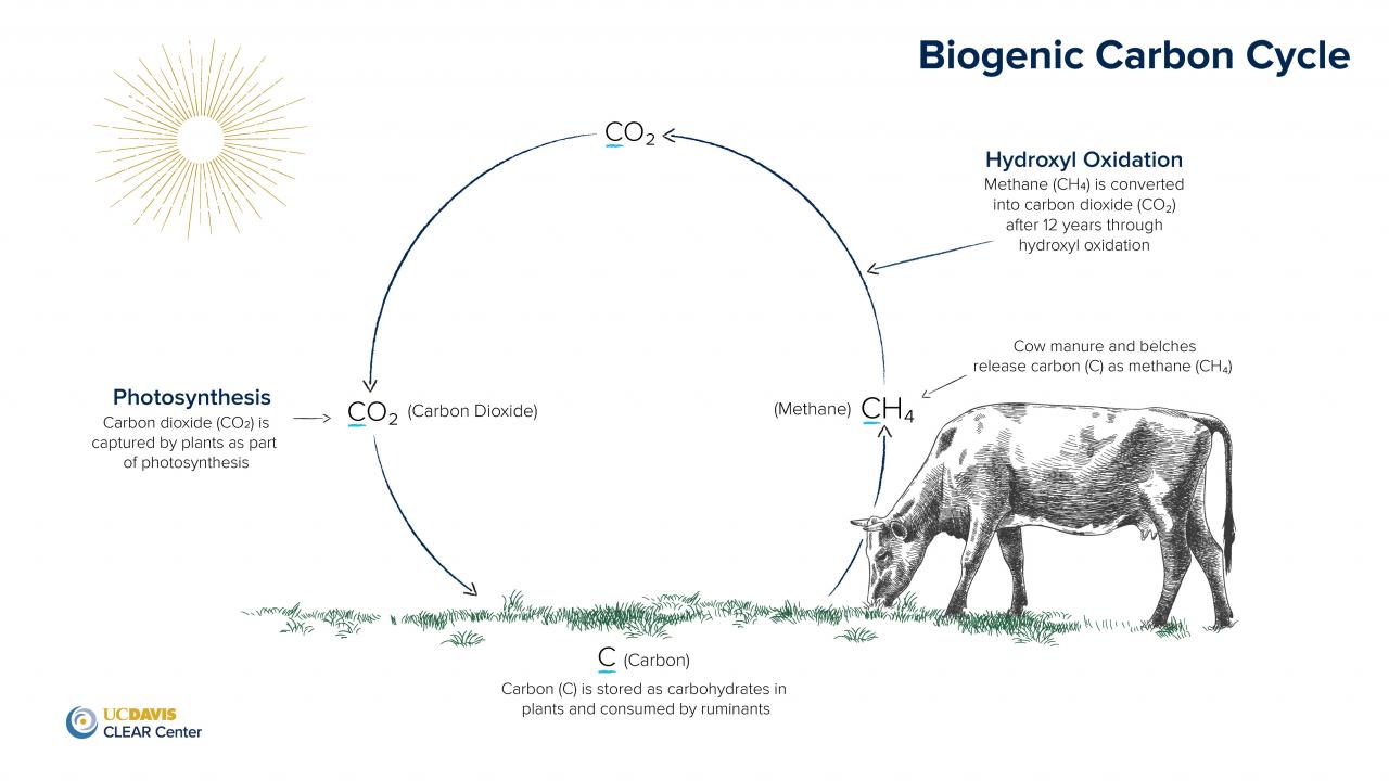 How do cows affect the carbon cycle?