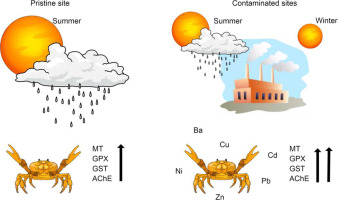 How do crabs affect the environment?
