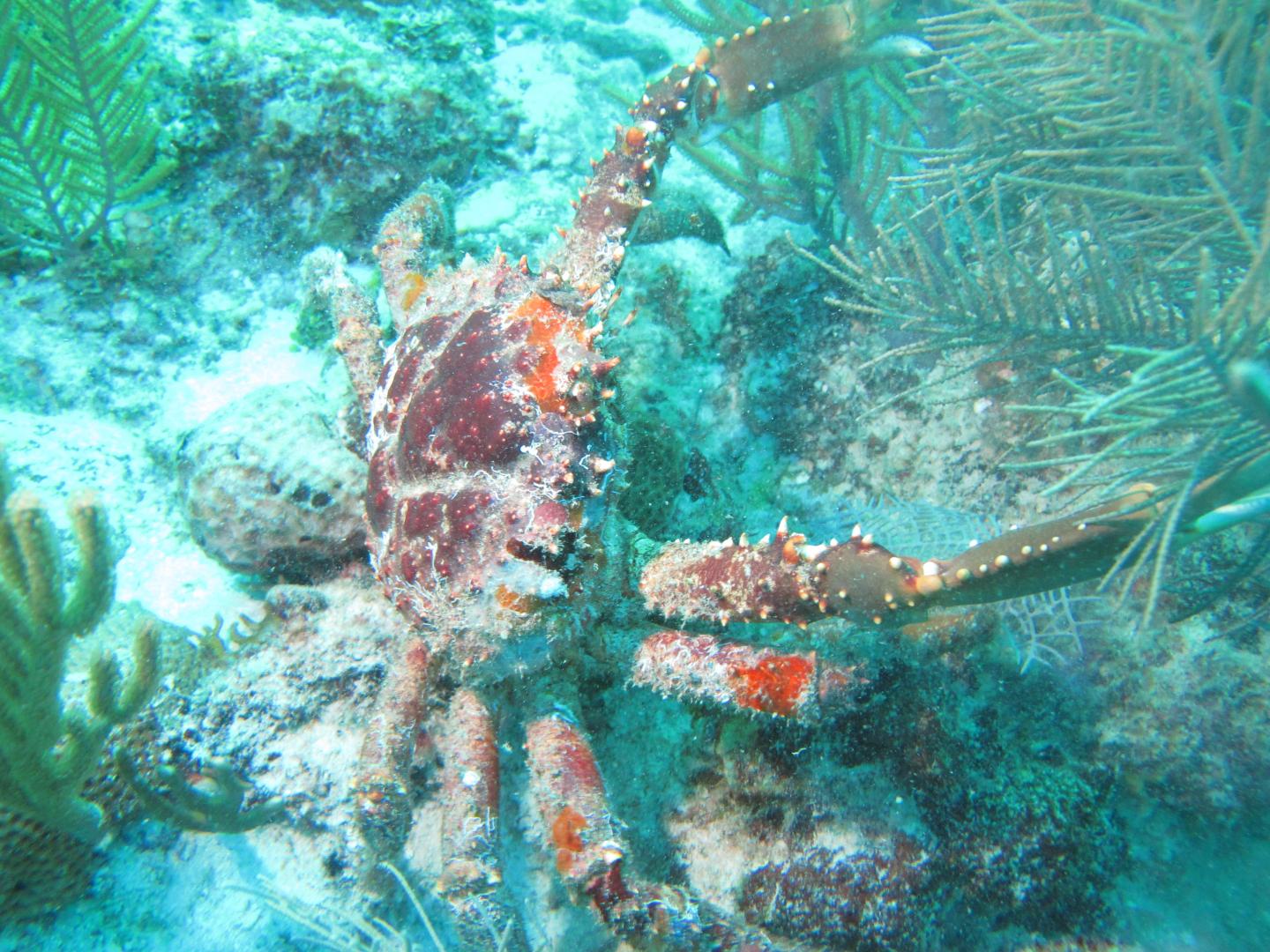 How do crabs help coral reefs?