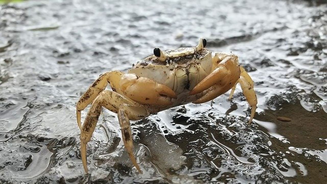 How do crabs impact humans?