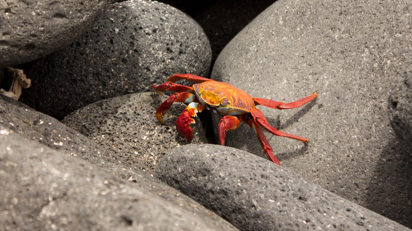 How do crabs protect themselves without a skeleton?