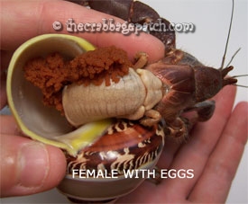 How do female hermit crabs have babies?