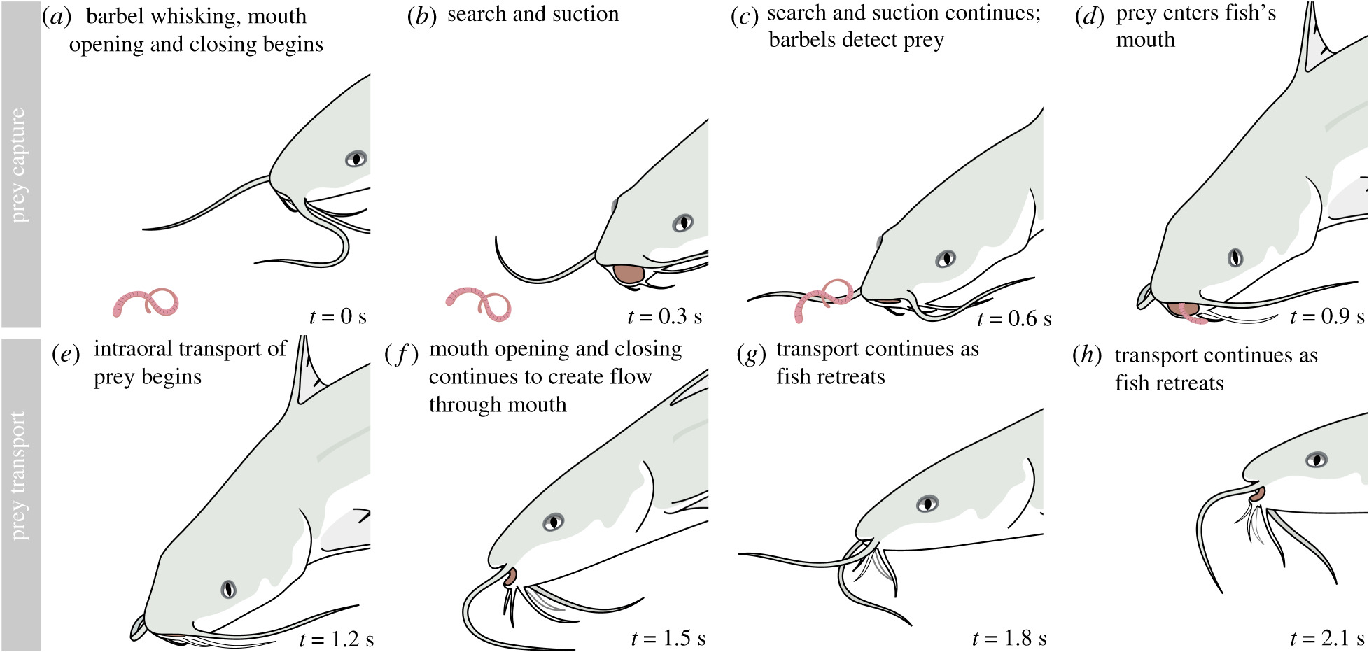 How do fish capture prey?