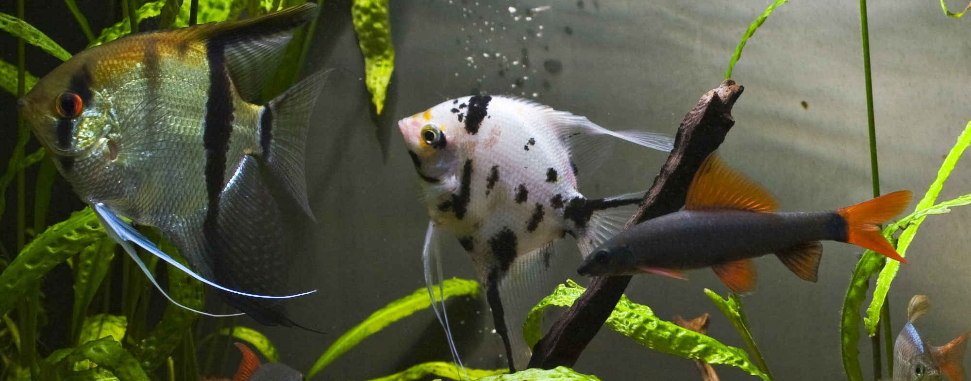 How do fish get into your tank?