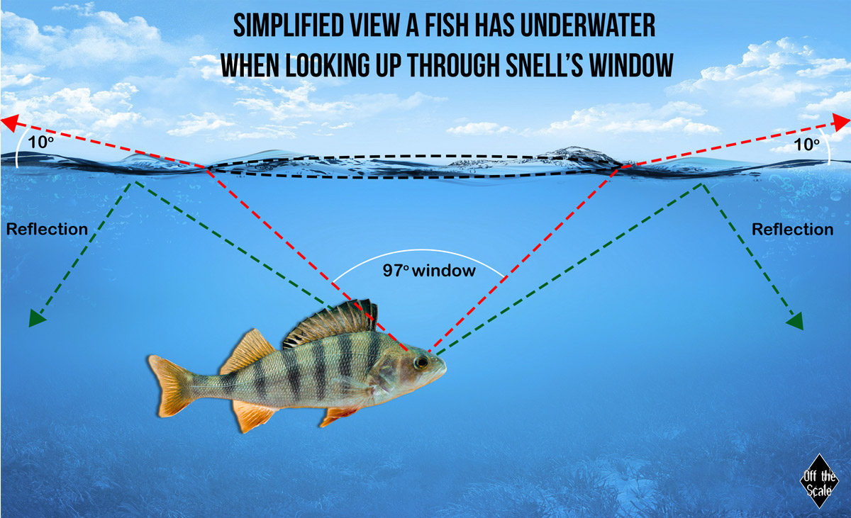 How do fish see in front of them?