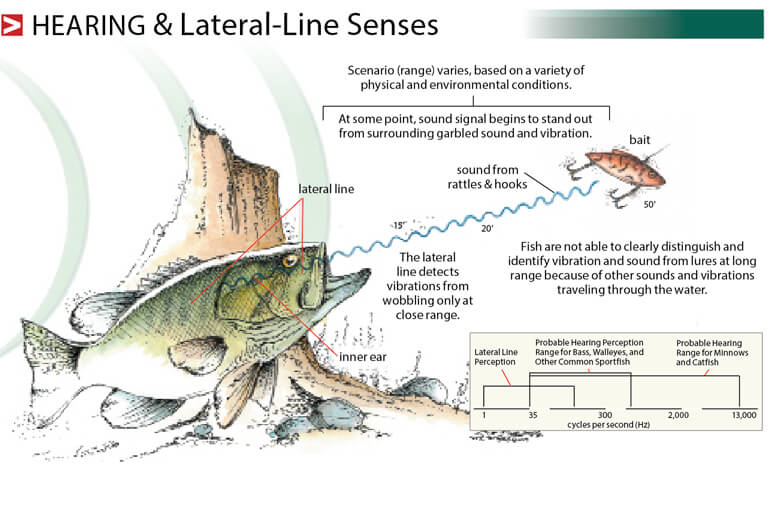 How do fish sense bait?