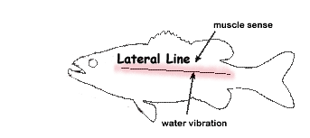 How do fish sense touch?