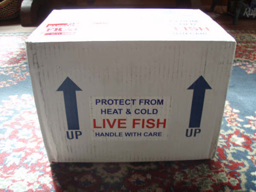 How do fish survive being shipped?