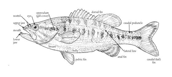 How do fish use their sense?