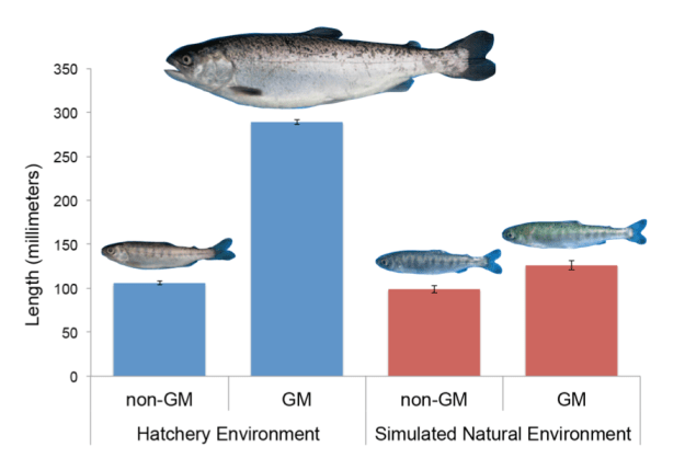 How do GMOs affect livestock?