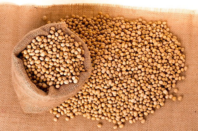 How do GMOs affect organic soybeans?