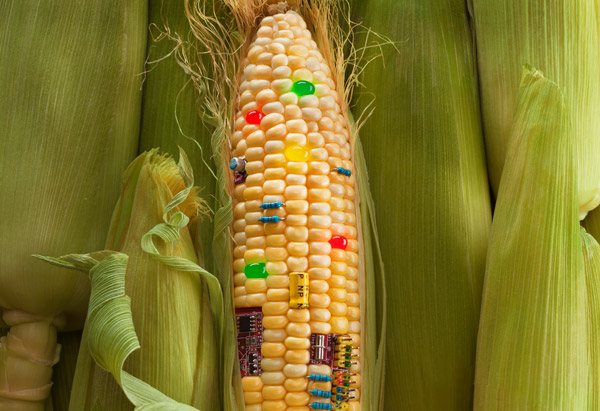 How do GMOs affect the food we eat?