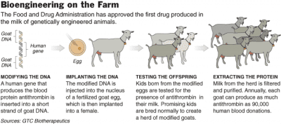 How do GMOs benefit animals?