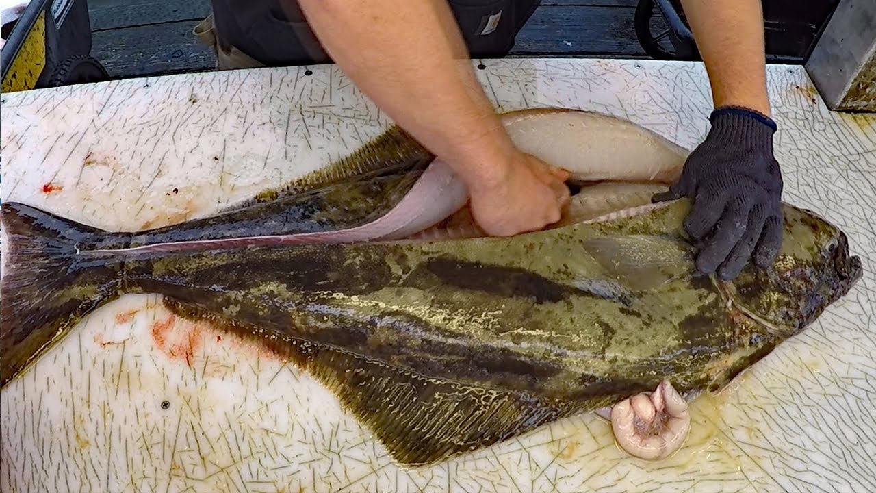 How do halibut catch food?