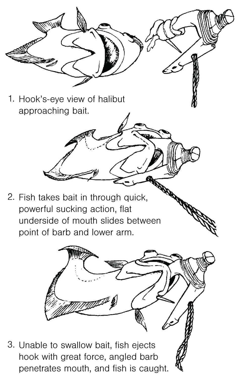 How do halibut hooks work?