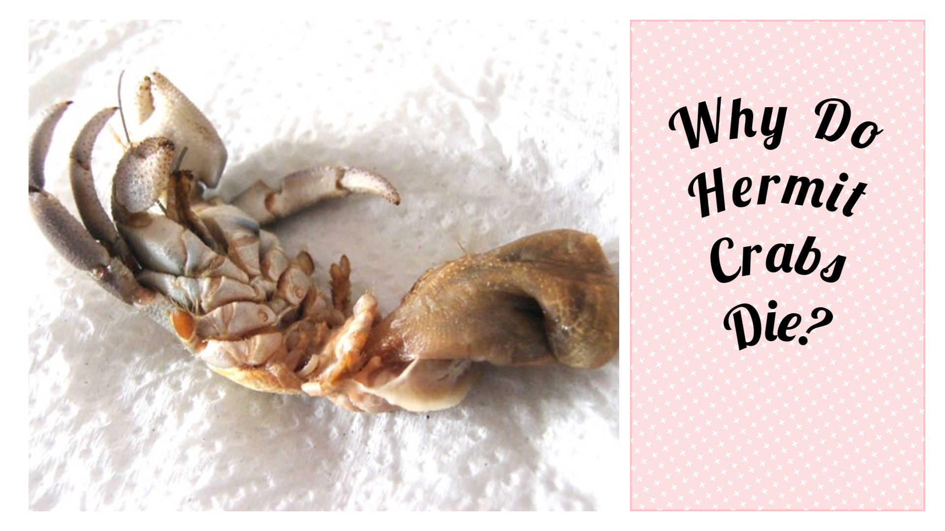 How do hermit crabs die?