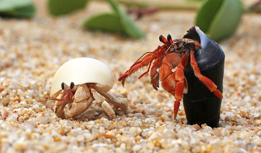 How do hermit crabs evolve?