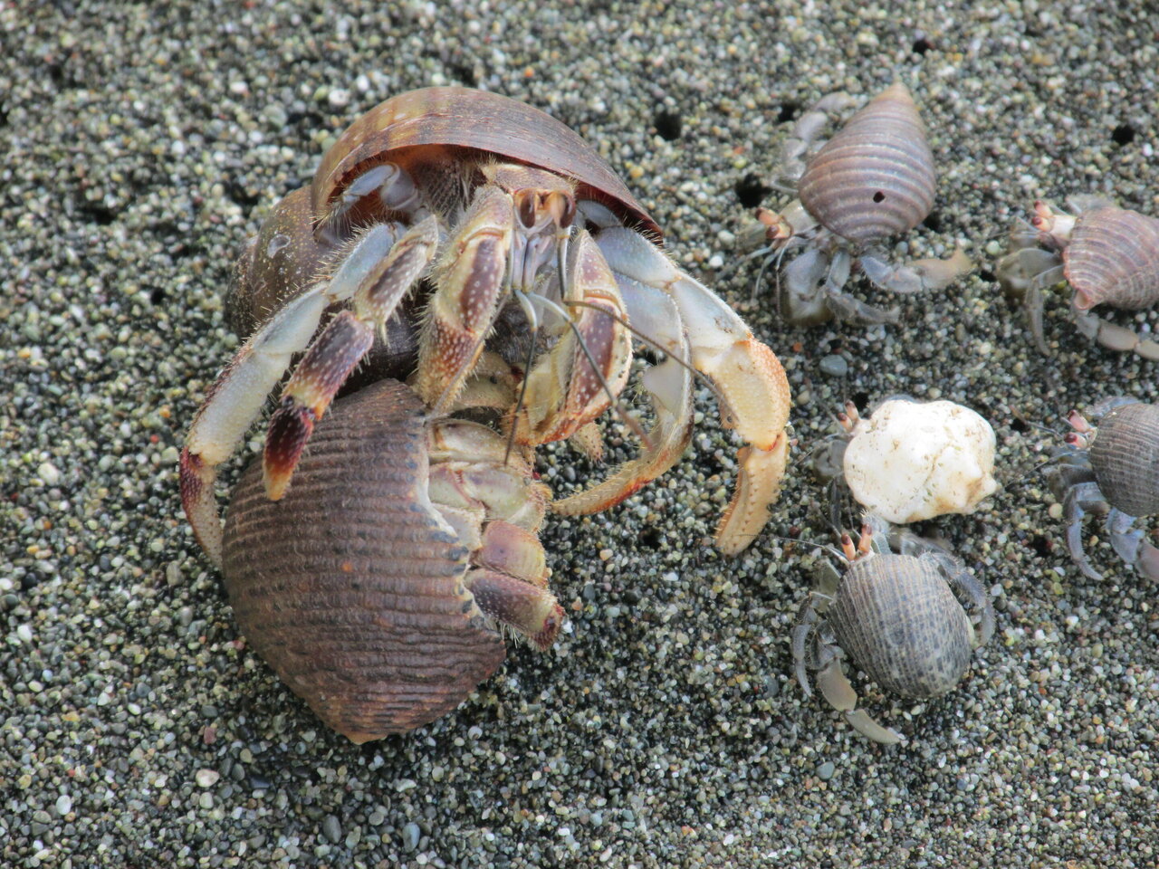 How do hermit crabs protect themselves?