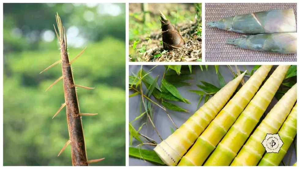 How do I choose the best bamboo shoots?